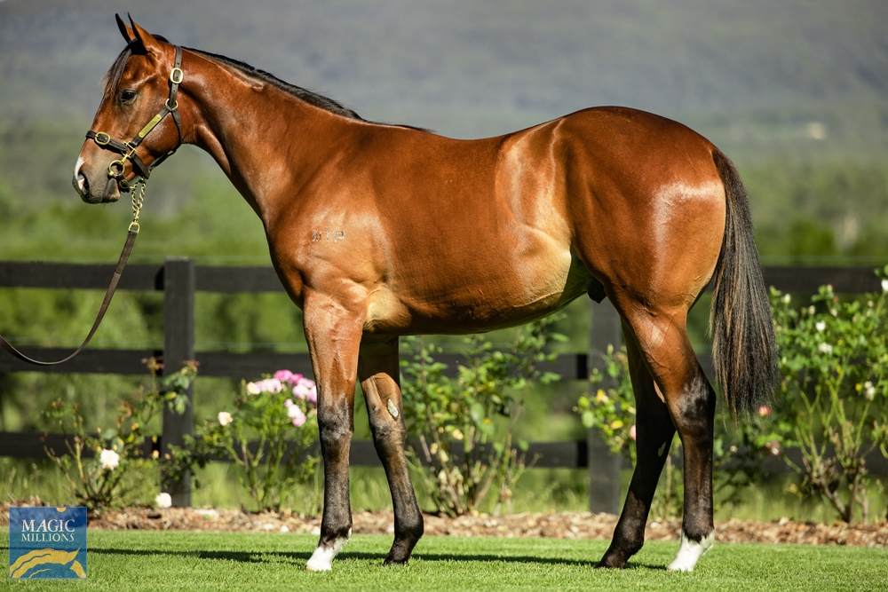 2023 Gold Coast Yearling Sale Lot 757 Snitzel AUS Crack The 2023-gold-coast-yearling-sale-lot-757-snitzel-aus-crack-the